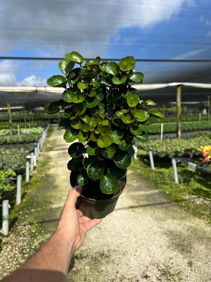 Aralia Fabian Stump Bonsai Tree | Live Indoor & Outdoor plant in 6" Pot ...