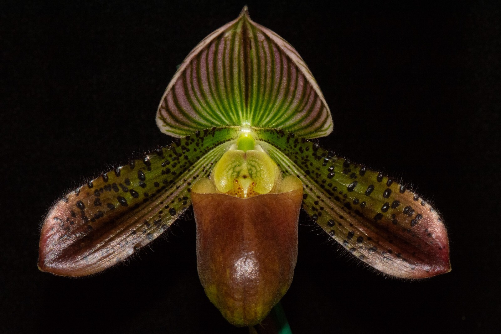 Paphiopedilum QF Shady Shadow #1 (Avenue Azhar x Wonderful Shadow), in ...