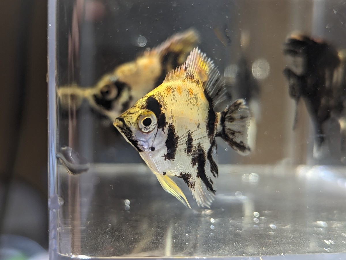 Black Marble Angelfish
