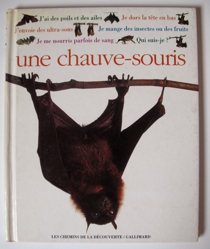 Qui suis je ? Une chauve souris - Les chemins de la Découverte ...