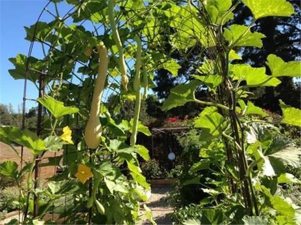 Courgette Tromboncino HUGE Italian Courgettes Sow Mar-July, 10 Seeds ...