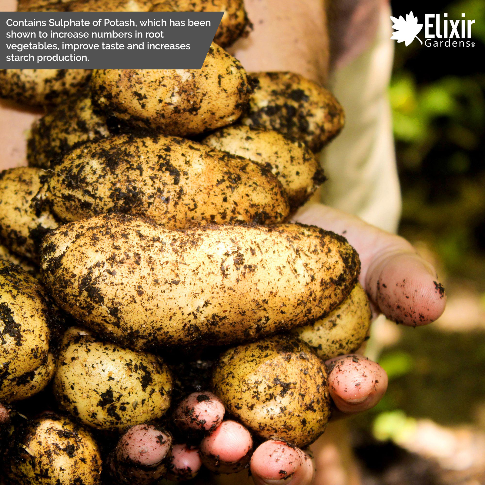 Elixir Gardens | Spuds Galore! Blended Potato Fertiliser/Plant Food | 25kg Bag | eBay