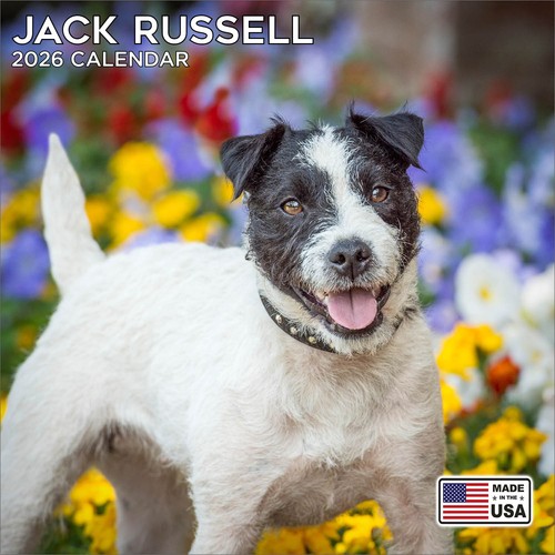 Jack Russell Calendar 2026 - Dog Breed Wall Calendar - Made in the USA ...