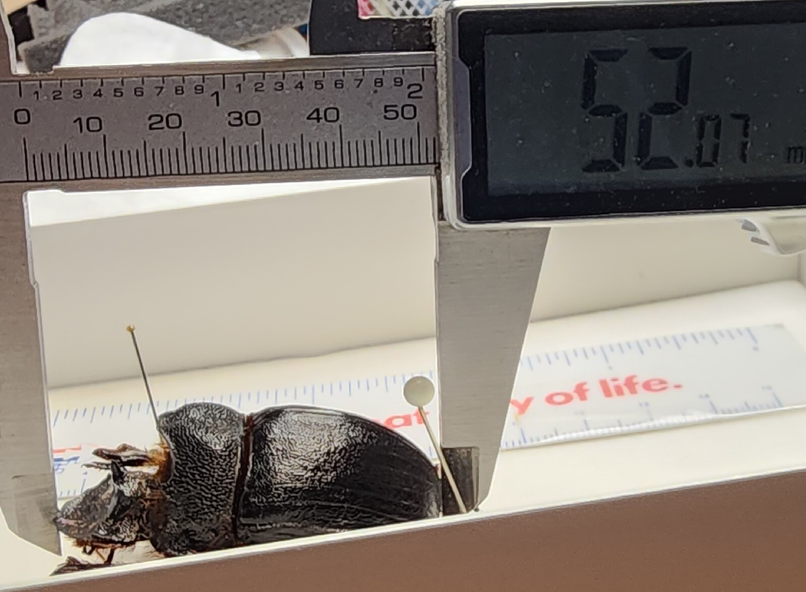 Scarabaeidae Heliocopris andersoni 52.07mm Female Zimbabwe K5 Africa ...