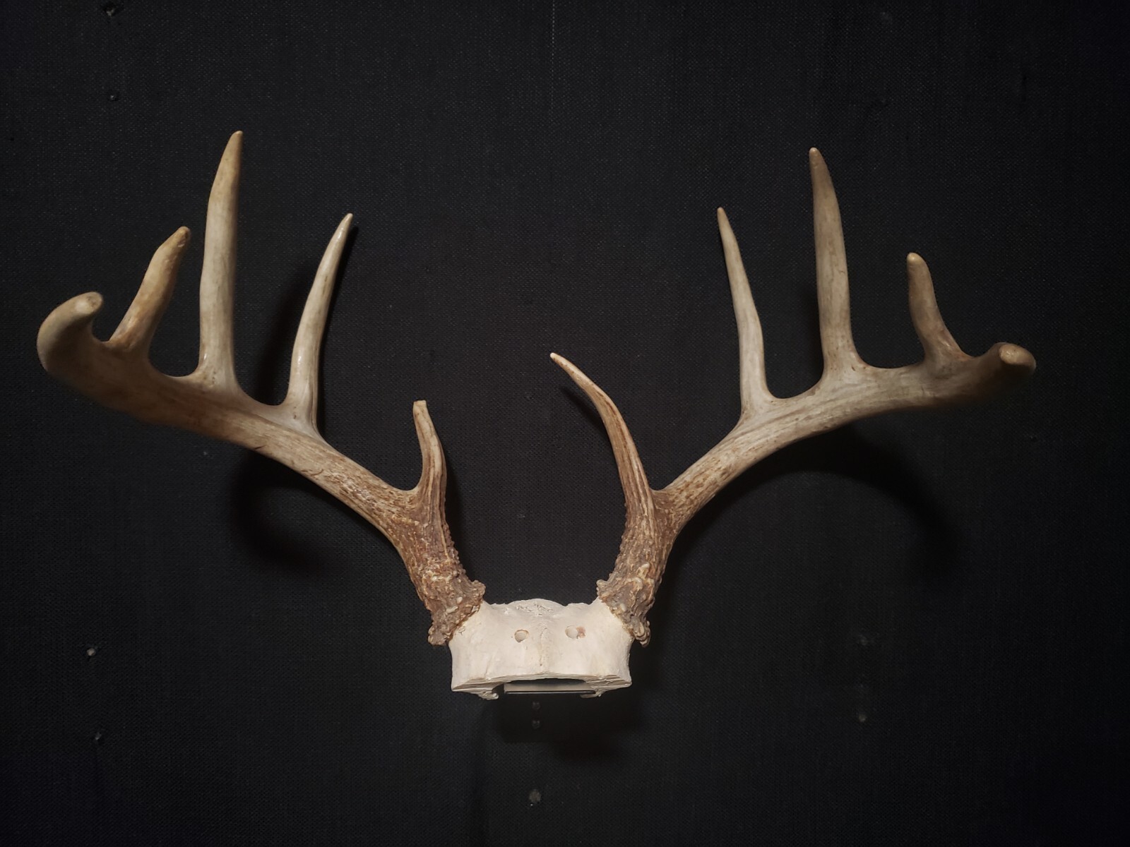 120" Whitetail Deer 10 Point Buck Antler Taxidermy Horns Shed Cabin ...
