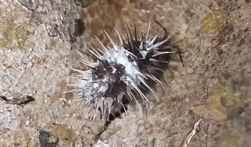 5ct Laureola sp "White Skull spiky" Isopod - Reptile/Feeding Dragon | eBay