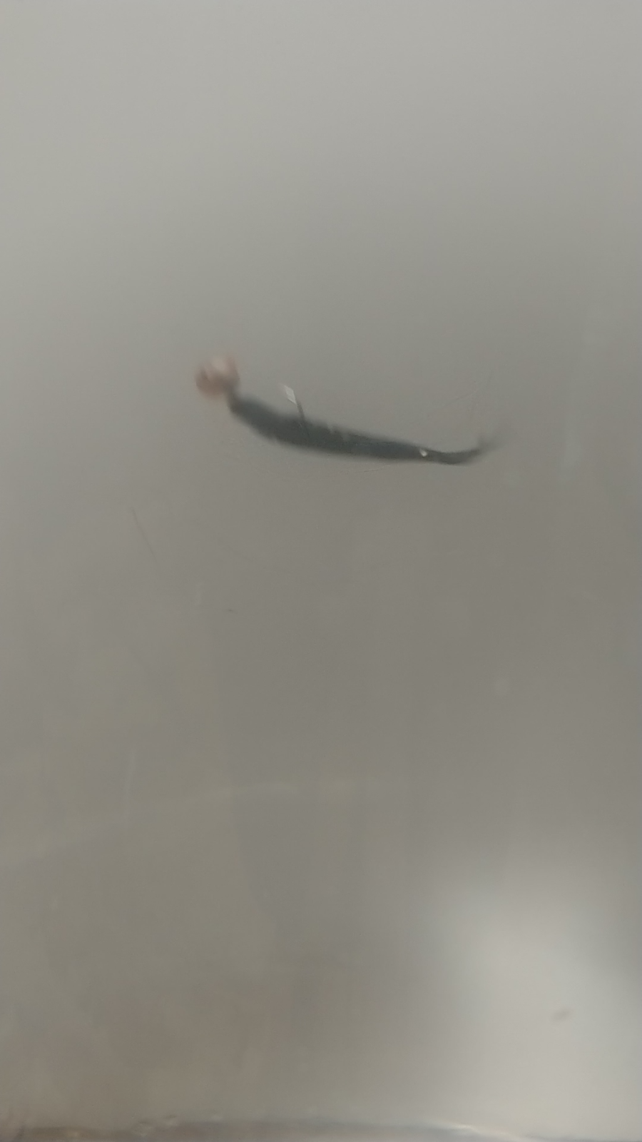 (10) 1" MICRO MINNOWS- ICE FISHING PLASTICS/PANFISH/BLUEGILL/CRAPPIE/10 ...