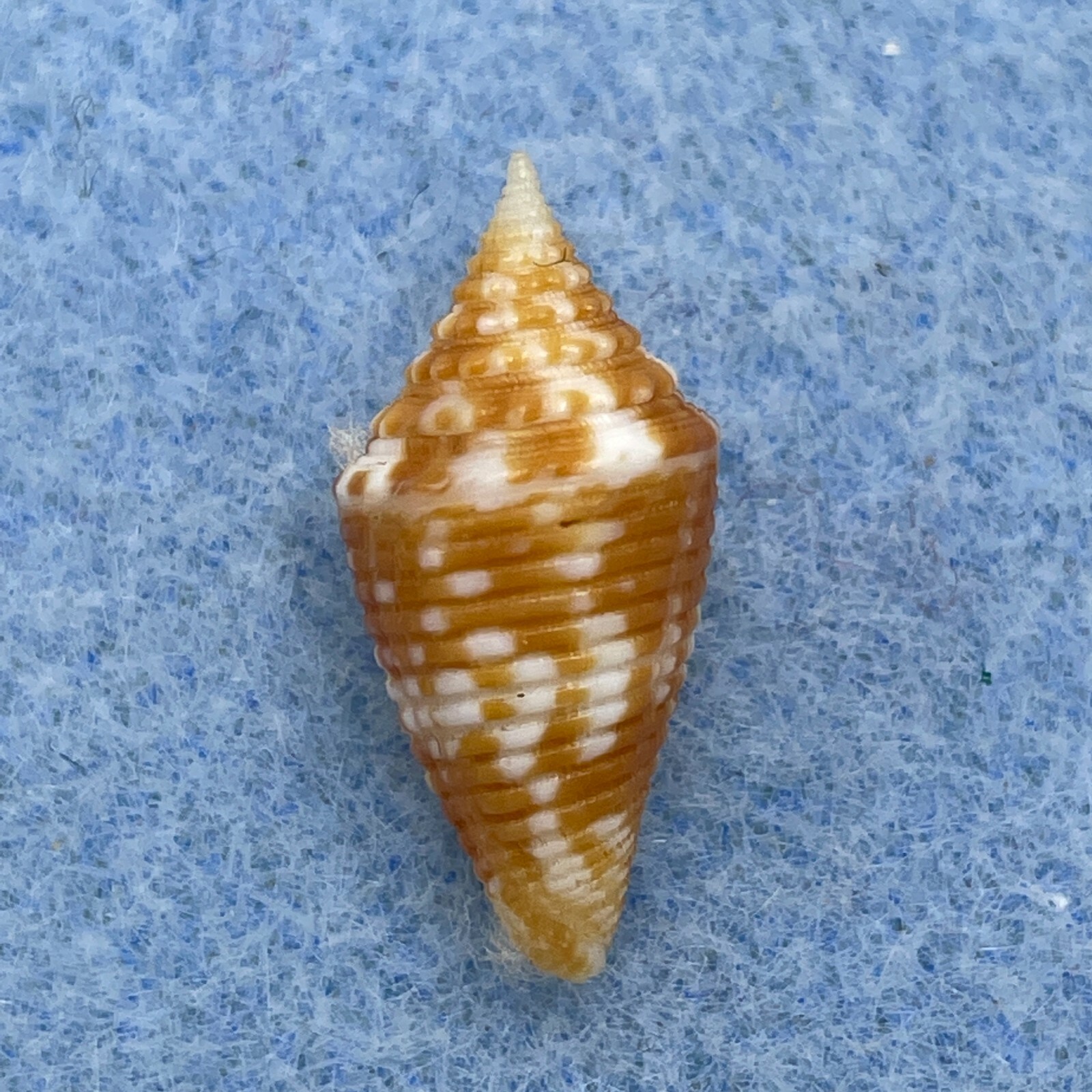 Conus acutangulus 19.4mm F++/Gem W/O Madras, India, Dredged 1980 | eBay