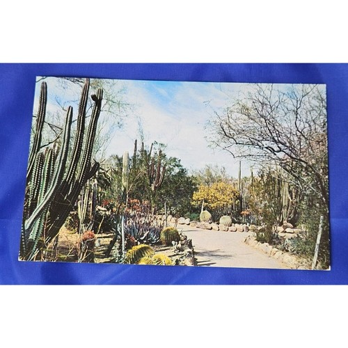 Desert Botanical Garden Postcard Arizona Chrome Divided | eBay
