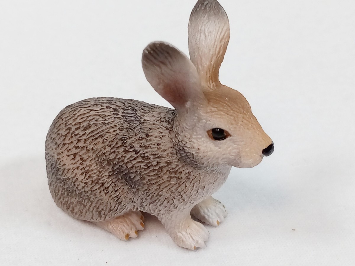 Wild Rabbit White Background