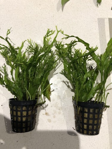 Live Aquarium Plant - Large Potted Crested Java Fern (Microsorium) | eBay