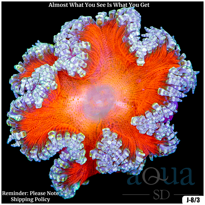 083 AquaSD Live Corals/Frags - Rock Flower Anemone - Aqua SD | eBay