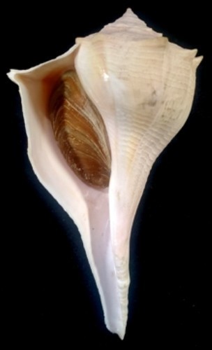 BUSYCON CONTRARIUM seashell SANIBEL - USA - 135mm ! LIVE-TAKEN !!! | eBay