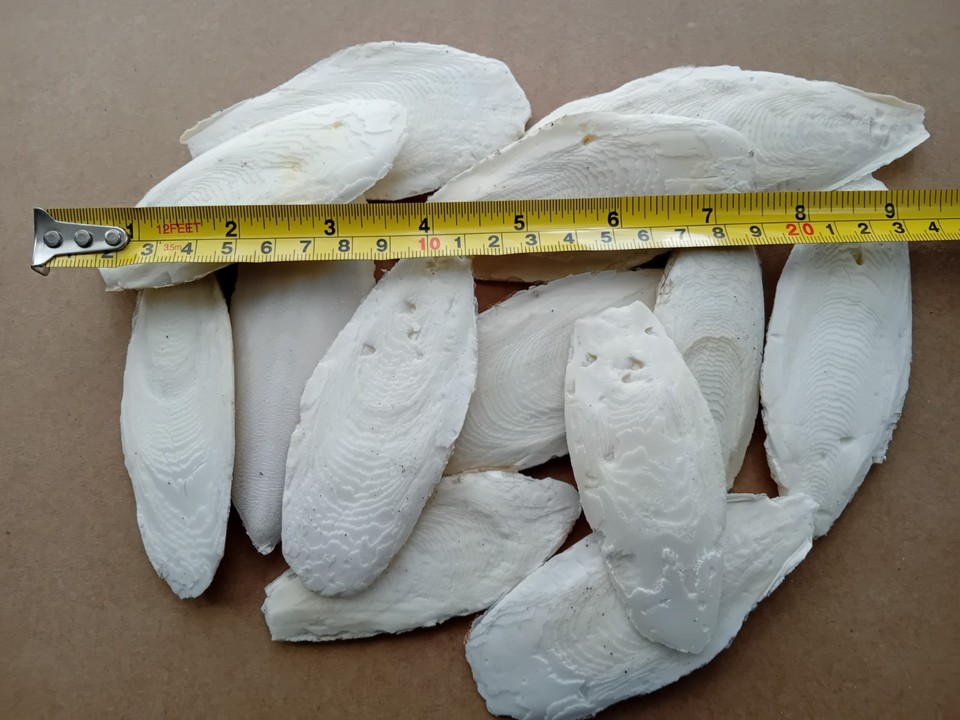 Cuttlefish Bone . 100g . Smaller ones - 6 - 12cm . Ecologically Sourced ...