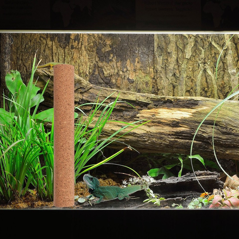 Reptile Climbing Branch Basking Platform Bearded Dragons Bird Standing ...