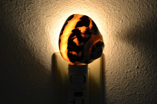 BLACK CYPREA BANDED PICA TURBO SEA SHELL NIGHT LIGHT BATHROOM KITCHEN ...