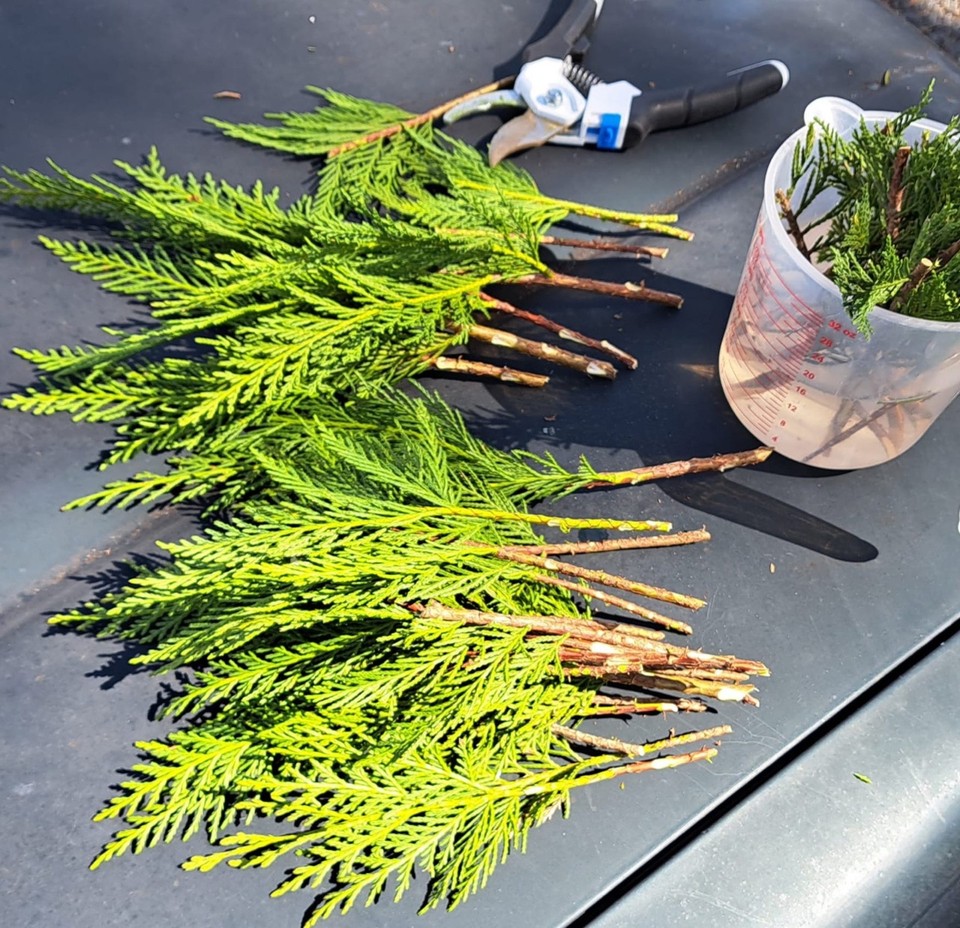 20 Leyland Cypress Tree Cuttings - Cut Fresh to Order | eBay
