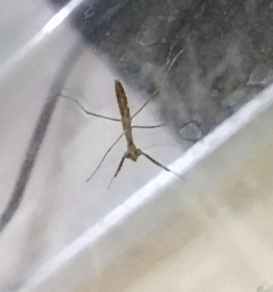 Live Chinese Praying Mantis Nymphs L3 & L4 | eBay