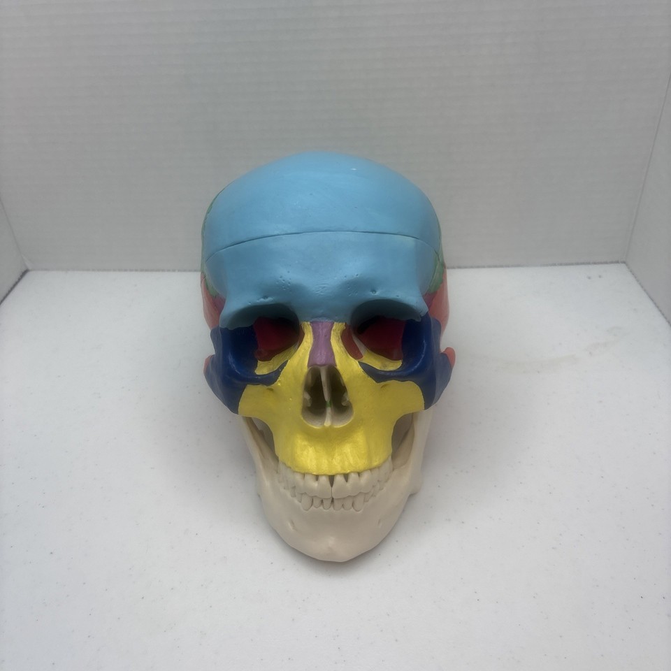 Life Size Colorful Human Skull Model Anatomical Anatomy Medical Teach ...