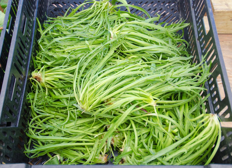 MINUTINA STAR HERB NEW PETITE GREEN TENDER SALAD LEAF MICROGREEN 100 ...