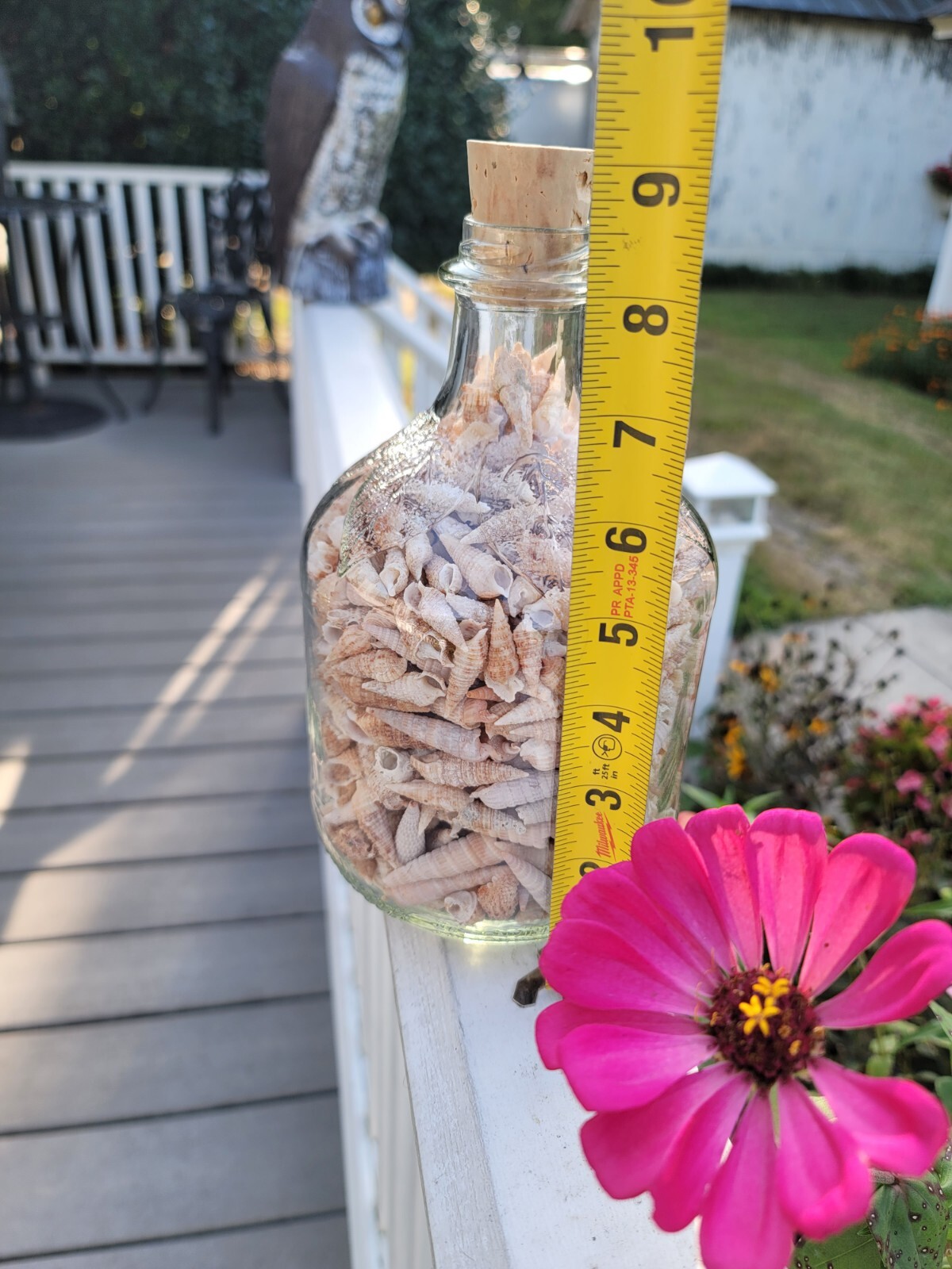 Florida Beach Sea Shells Auger Spiral Gulf Of America Mexico 2LBS ...