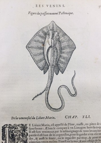 Streifen Stingray IN 1614 Aplysia Katze Moray Leuchtende Sea Ambrose ...