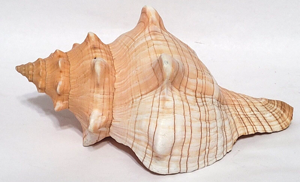 Striped Fox Conch Shell 6” Pleuroploca trapezium | eBay