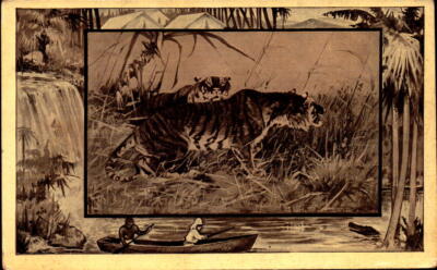 Postcard The Tiger Most Dangerous of Felidae 1909 M.J. Mintz unused | eBay