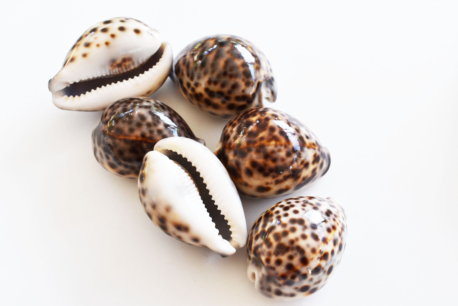 12 Small Tiger Cowrie Shell (Cypraea Tigris) 2"+ (50-64mm) Craft Beach ...