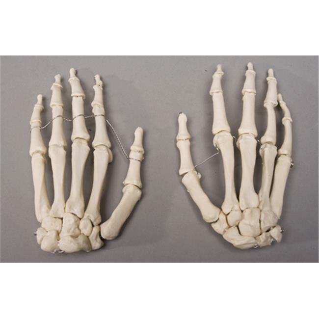 Skeleton Left Hand Replica Human Hand Articulated For Sale — Skulls