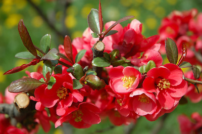 30 Samen Japanische Zierquitte, Scheinquitte, Chaenomeles japonica ...