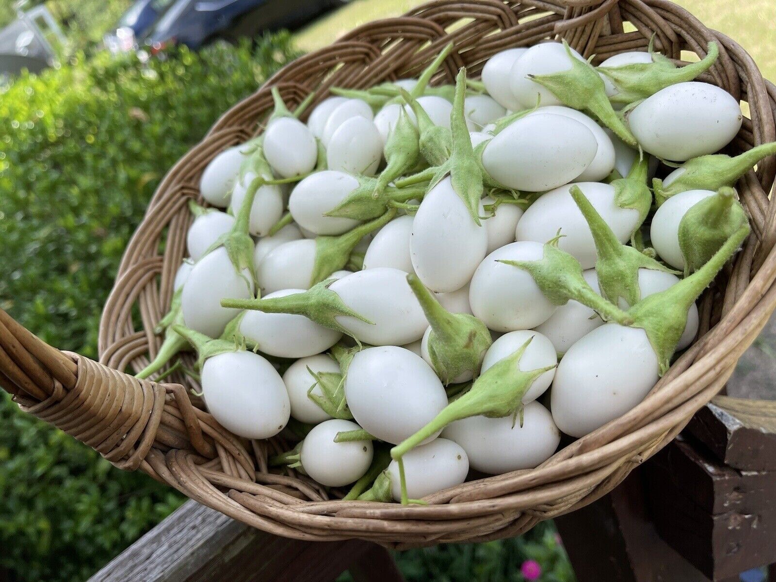 50+ Japanese rare heirloom eggplant kyoto egg-shape Cà Pháo trắng seeds ...