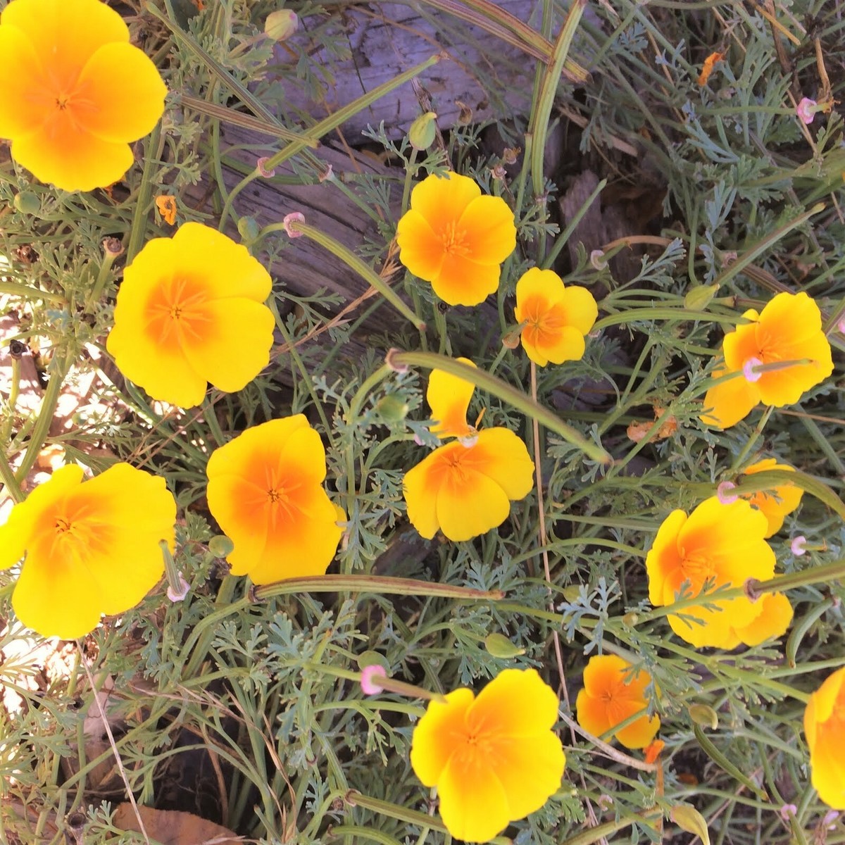 Golden Poppy Plant