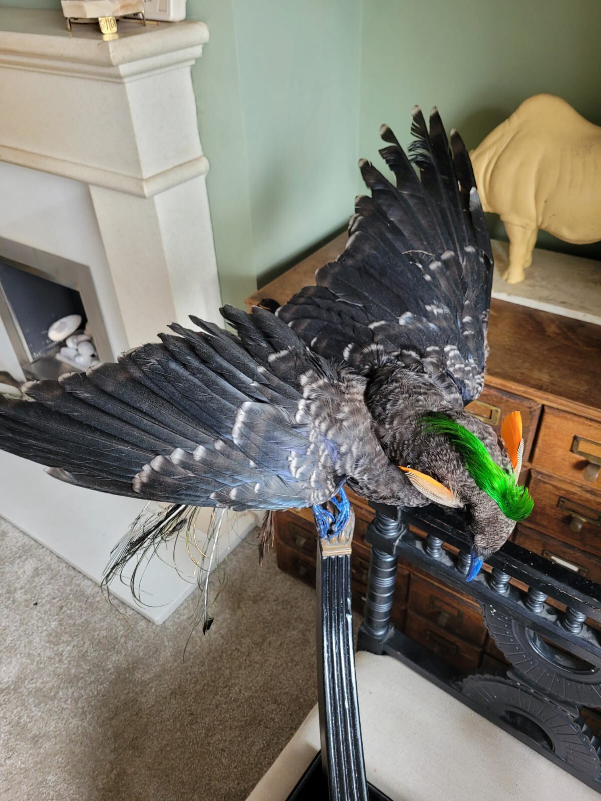 Taxidermy Curious Crow Hybrid Freak Bird Unusual Unique exotic black ...