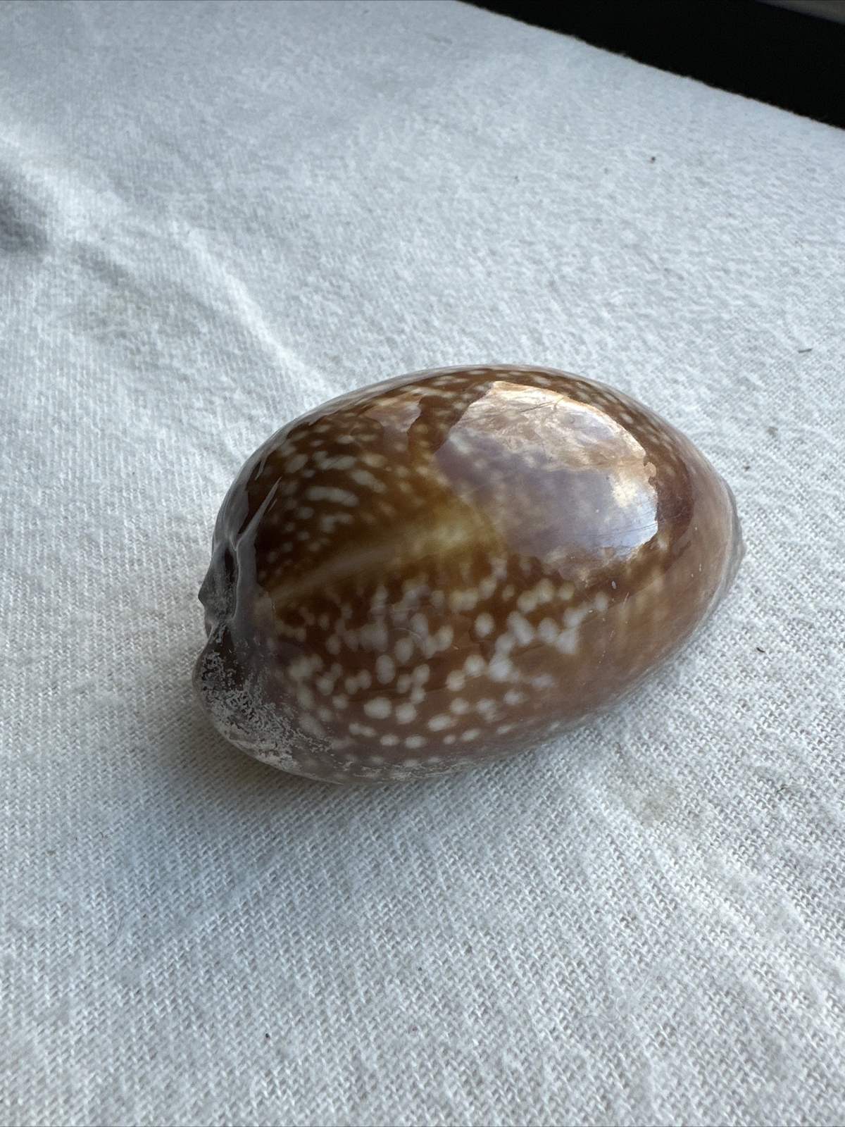 Large Cypraea Macrocypraea Cervus Cowry Shell | eBay