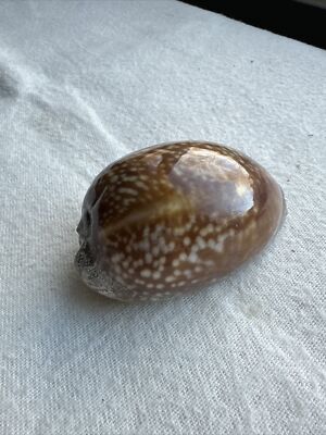 Large Cypraea Macrocypraea Cervus Cowry Shell | eBay