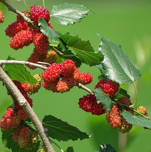 Red Mulberry Plant 4-7" Tall Morus Rubra Mulberries Fruit Tree Sweet ...