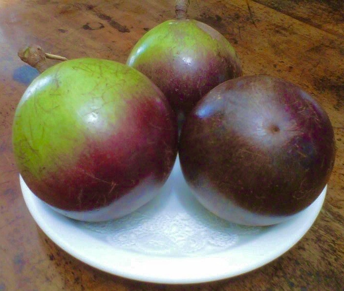 Caimito Plant Star Star Fruit Chrysophyllum Cainito Tree “6 Inches ...