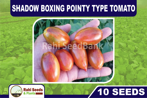 Shadow Boxing Pointy Type Tomato - 10 Seeds! | eBay Australia