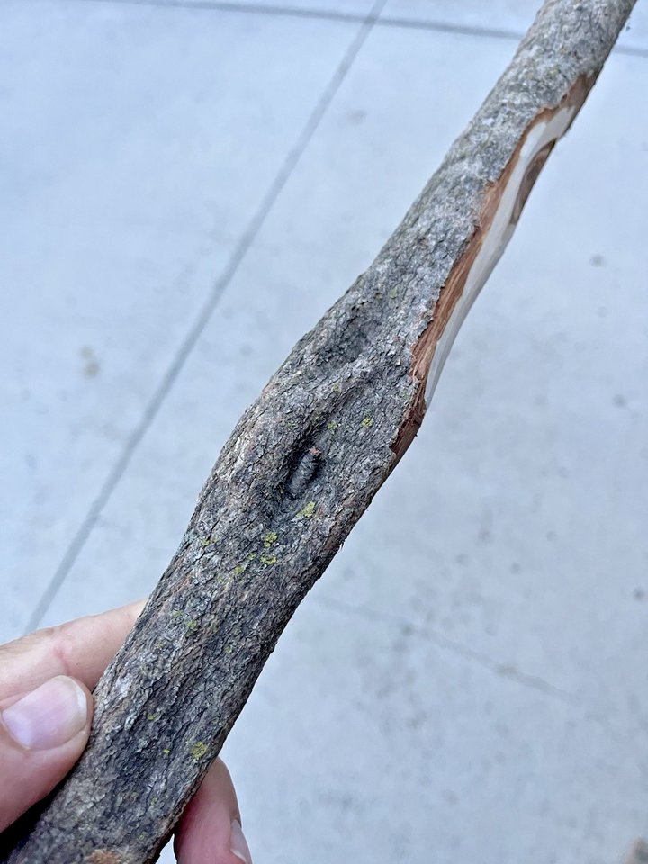 38" Diamond Willow (COLORFUL 💎 CANE) Wood CARVING, Walking Stick, Pimp ...