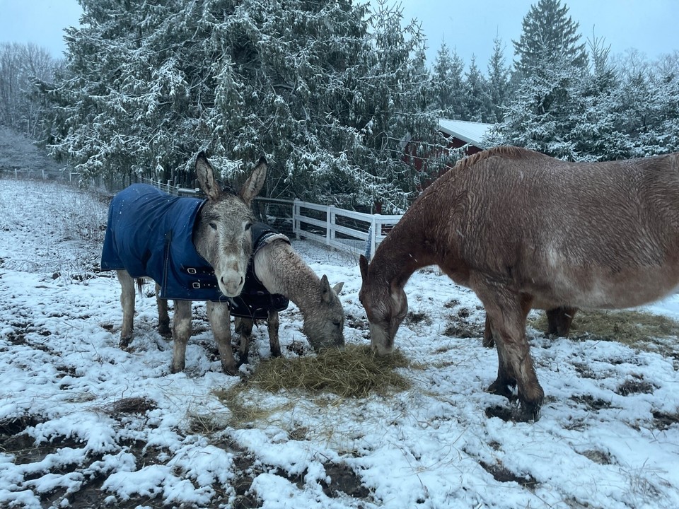 Donkey Longear Winter Turnout Blanket - mini donkey | eBay
