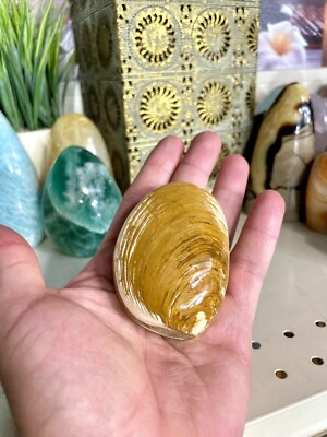 Ammonite Fossil Clam Shell Crystal Healing Yoga Meditation Reiki Rock ...