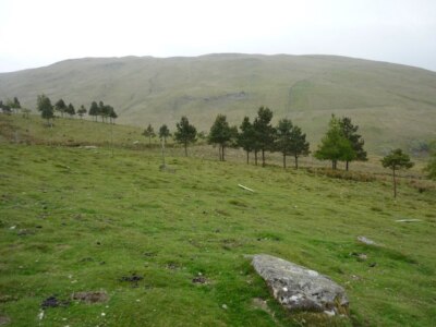 Photo 6x4 Remnants of plantation above the Finglen burn Ardeonaig A ...