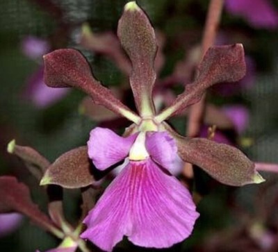 Epi. Rioclarense Orchid Encyclia | eBay