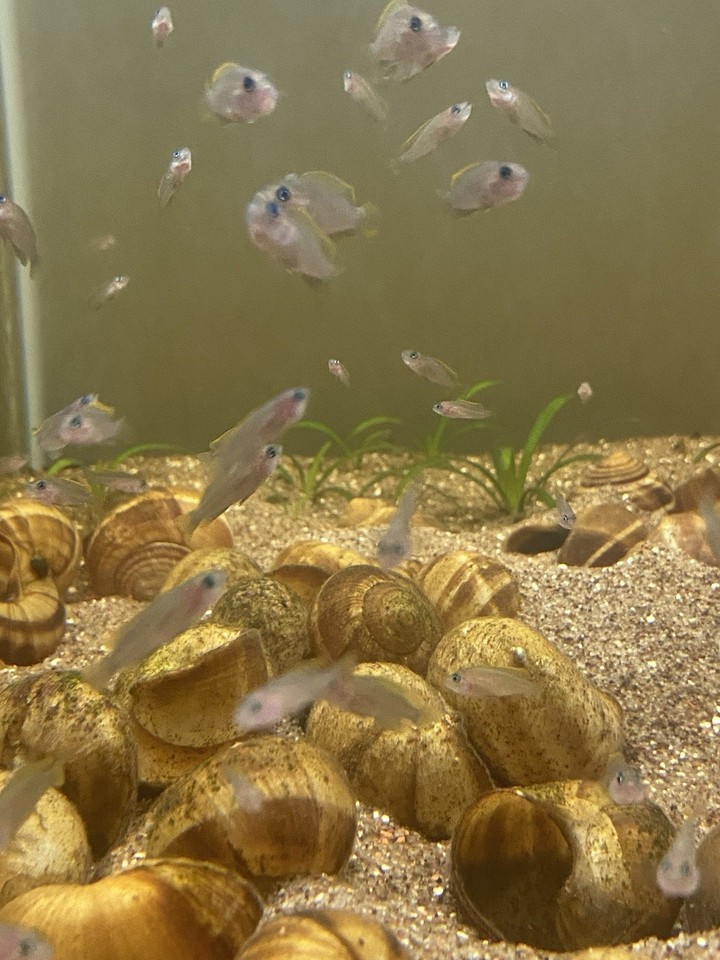 5-Pack Neolamprologus Multifasciatus - Multi Shell Dweller Lake ...