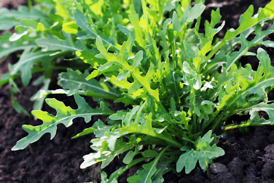 LETTUCE - Arugula ROQUETTE Lettuce Herb Seeds - Heirloom - QTY: 500 ...