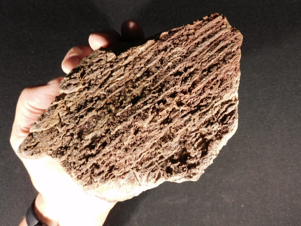 Larger! FERN PALM or CYCAD Fossil From Jurassic Utah! 100% Natural ...