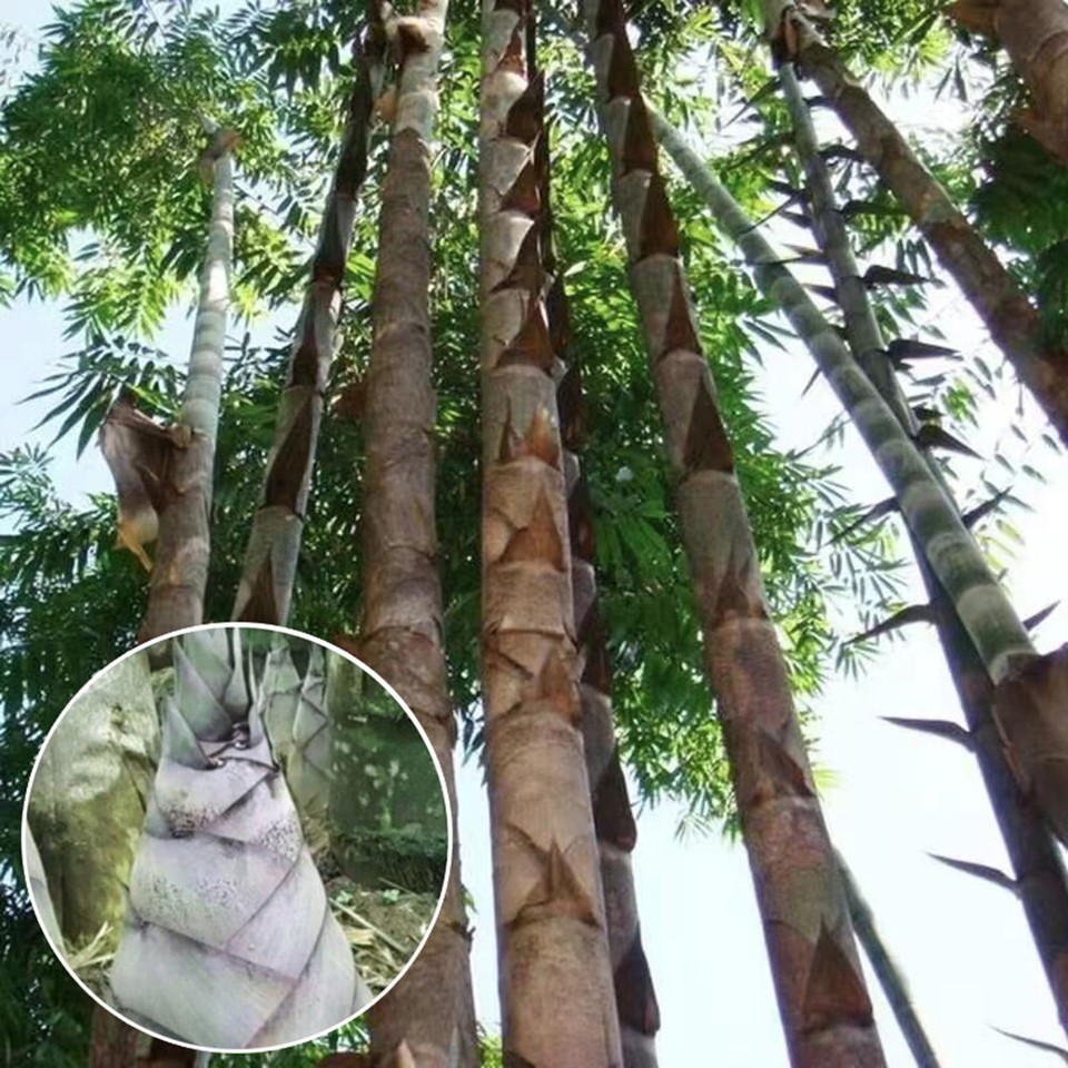 100PSC Giant Moso Bamboo Seeds Perennial evergreen Grows Edible Bamboo ...