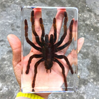 Insect In Resin Specimen Paperweight Tarantula Collection Science ...