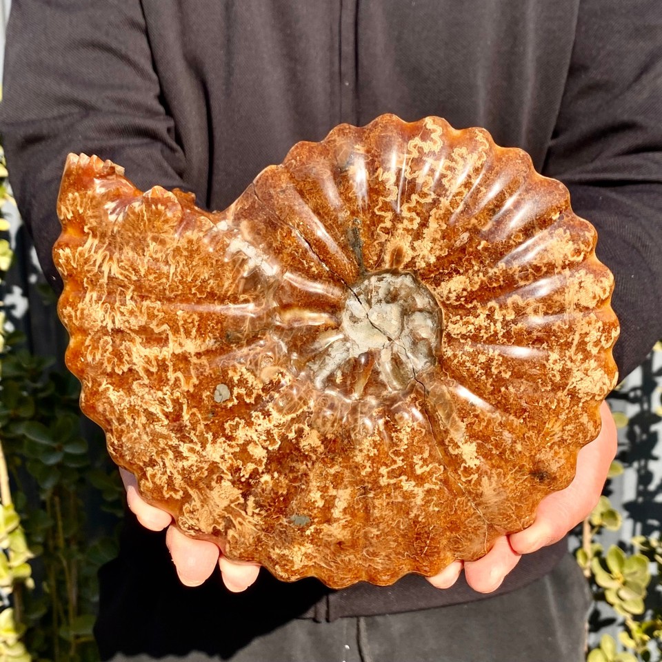 3.54LB Large Natural Fossil Snail Agate Fancy Cabochon Gemstones | eBay